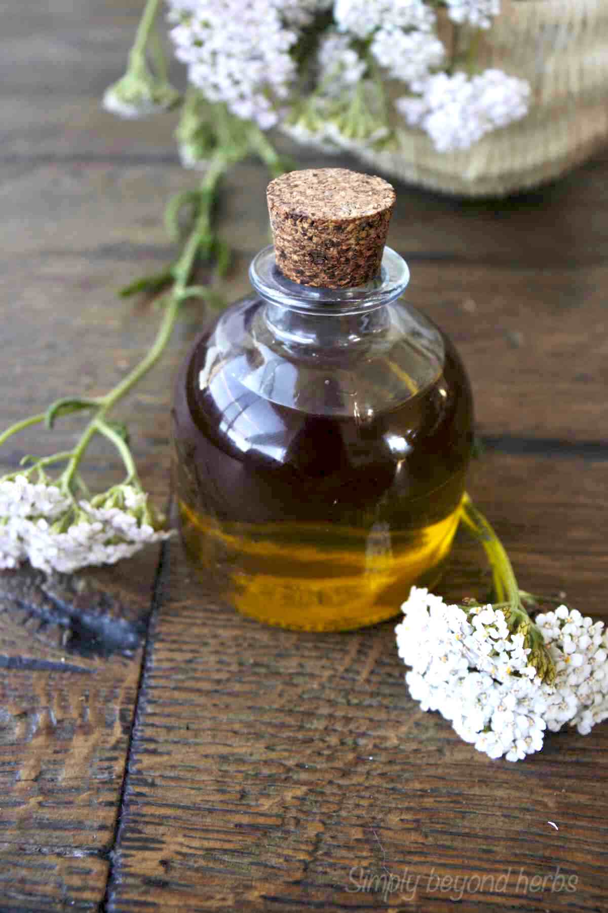 How to Make Yarrow Oil and 10 ways to use It - SimplyBeyondHerbs