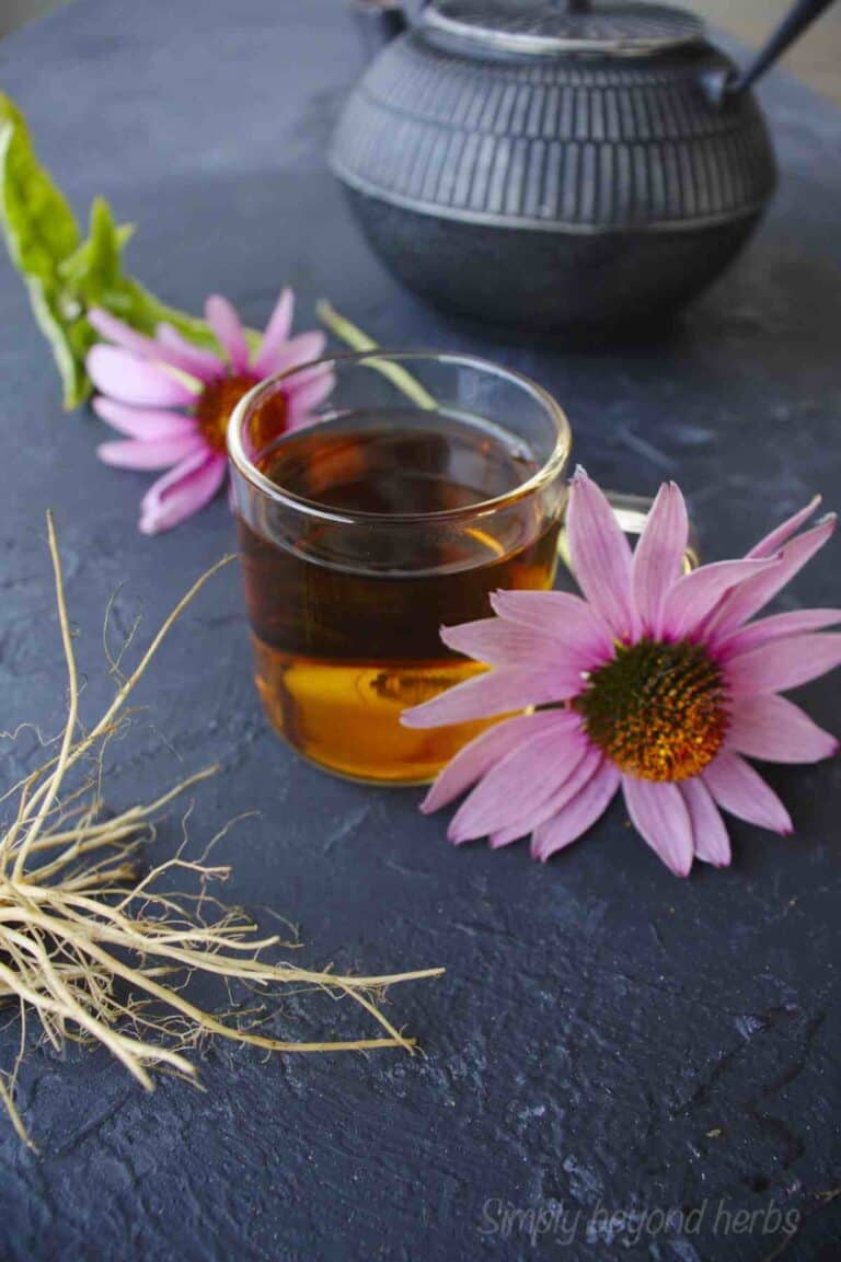 Harvesting Echinacea to make Echinacea tea - SimplyBeyondHerbs