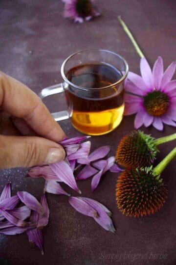 Harvesting Echinacea to make Echinacea tea - SimplyBeyondHerbs