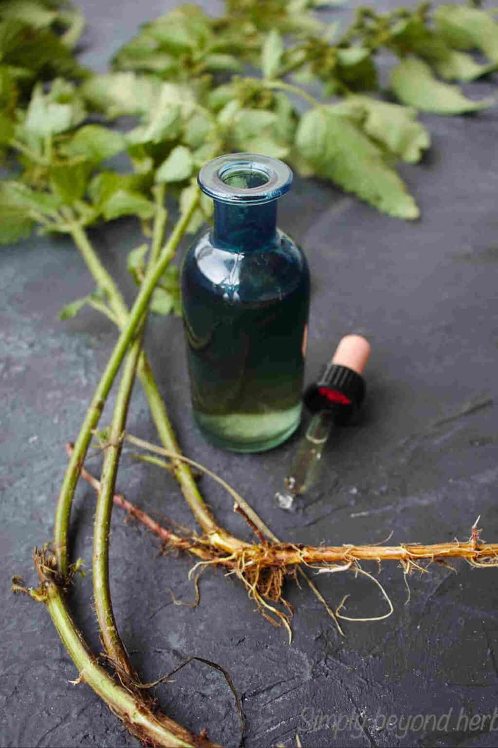 Stinging nettle root extract recipe - SimplyBeyondHerbs