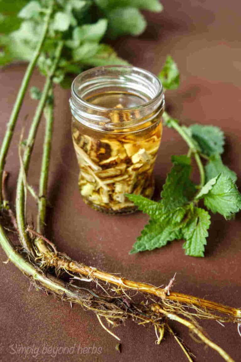 Stinging nettle root extract recipe - SimplyBeyondHerbs