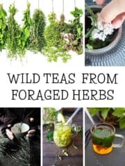 Brew your own wild tea from foraged herbs - SimplyBeyondHerbs