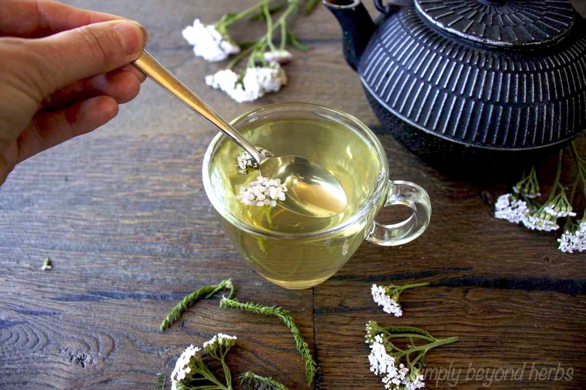 Chocolate tea recipe - SimplyBeyondHerbs