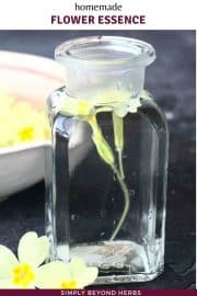 How to make flower essences - SimplyBeyondHerbs