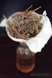 Spruce tip syrup recipe (2 methods) and its uses - SimplyBeyondHerbs