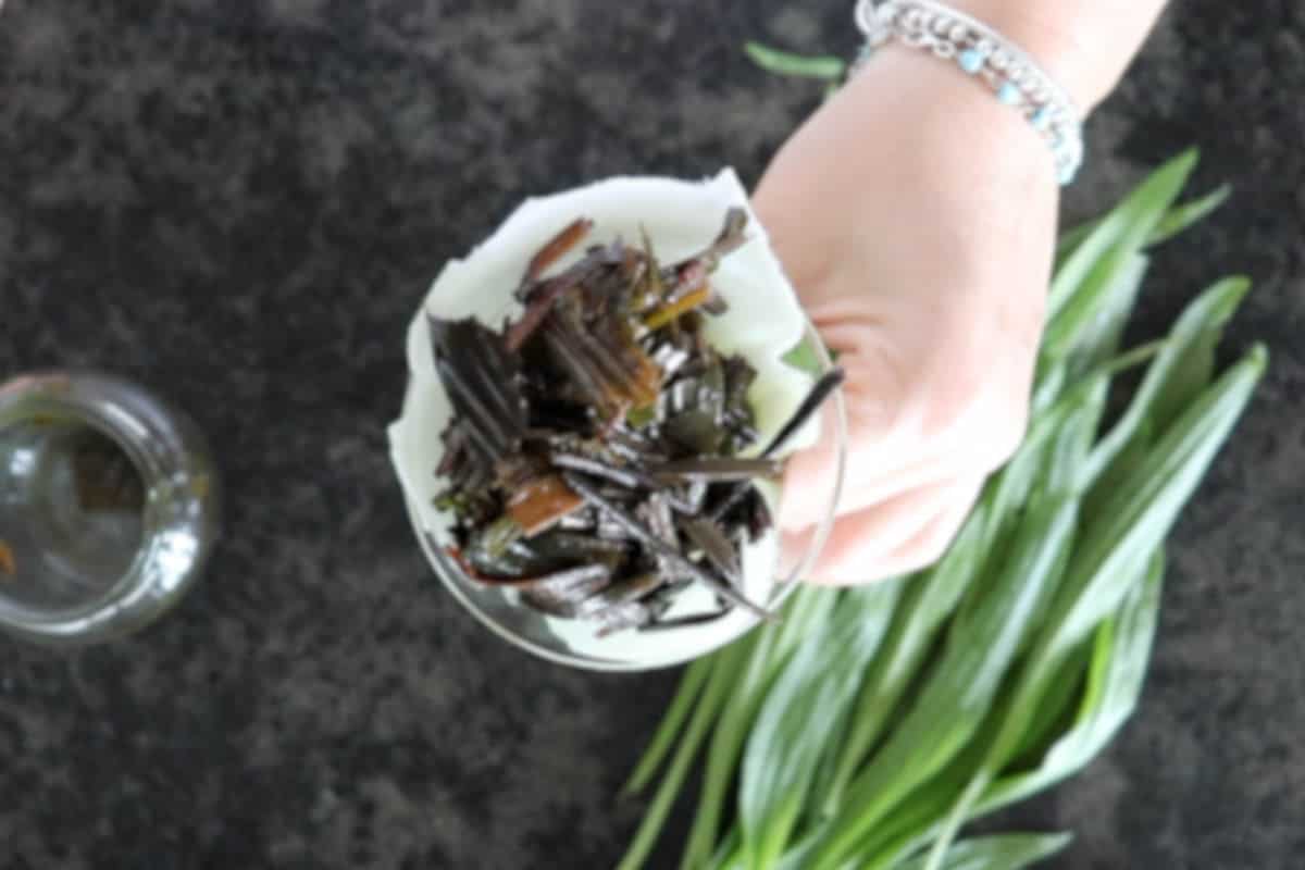 Make Plantain Oil - infused oil for stings and bites. - SimplyBeyondHerbs
