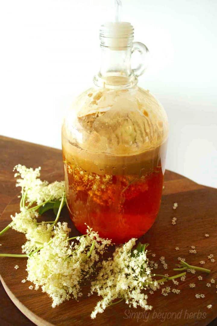 How to make delicious Elderflower Cider from scratch - SimplyBeyondHerbs