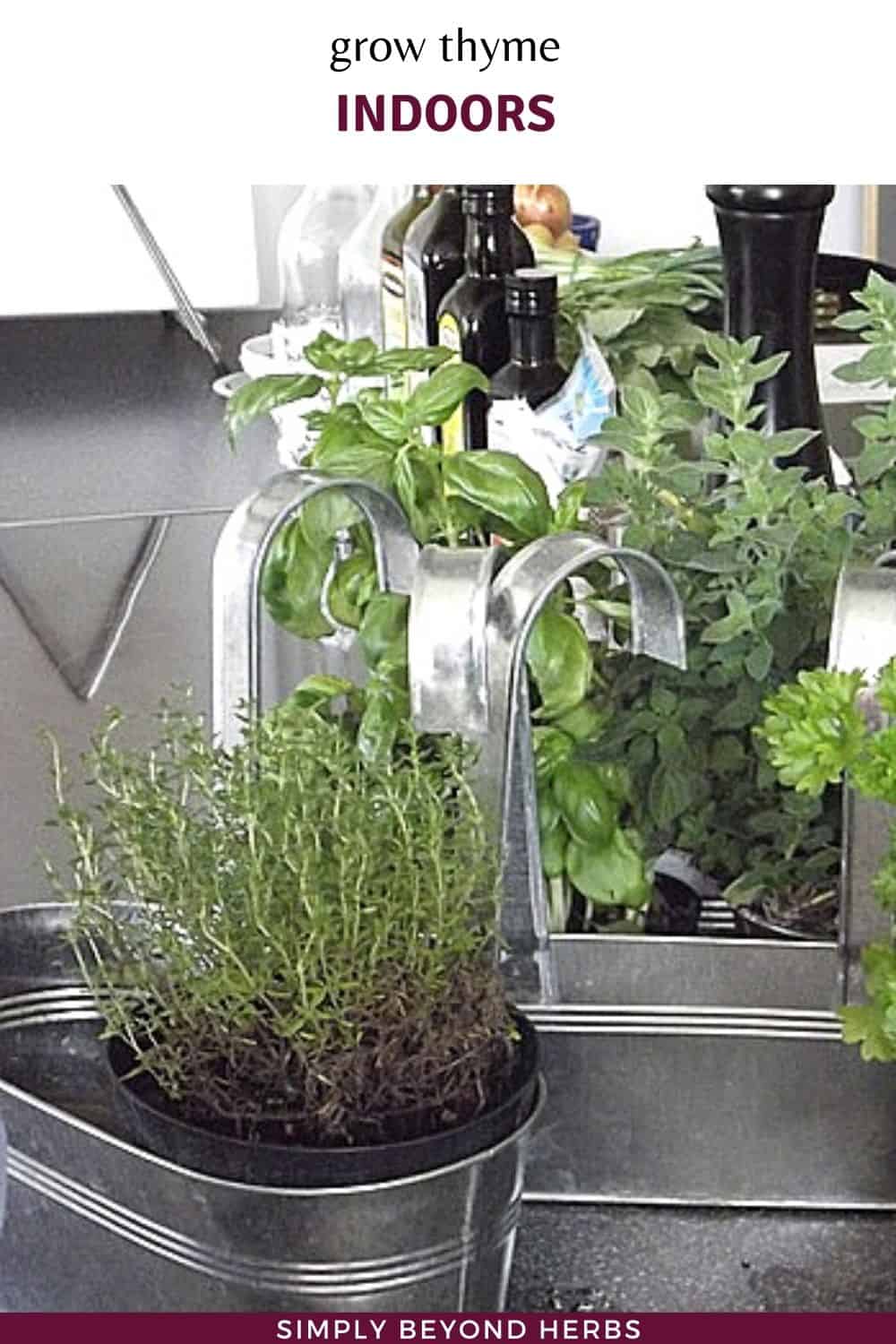 How to grow thyme from cutting - SimplyBeyondHerbs