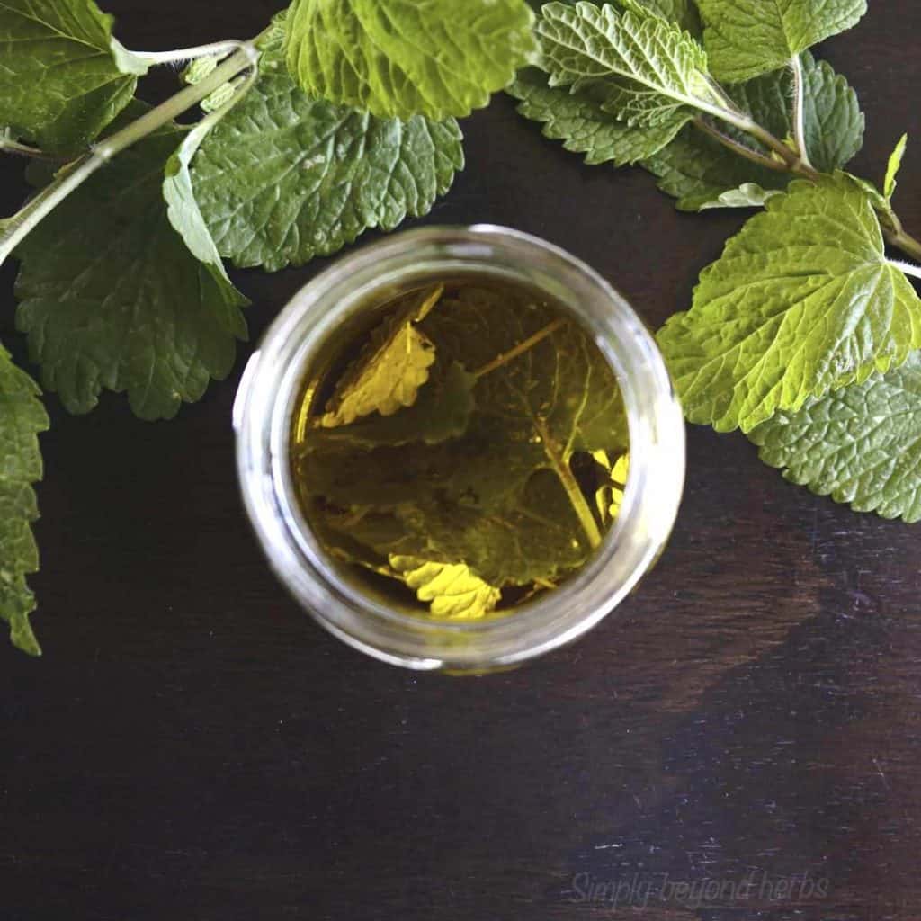 How to make Nettle oil + its uses for skin and hair - SimplyBeyondHerbs
