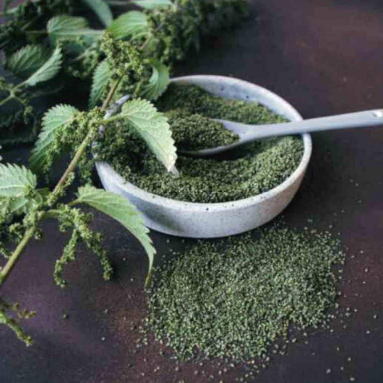 Benefits of stinging nettle seeds and their uses in recipes ...