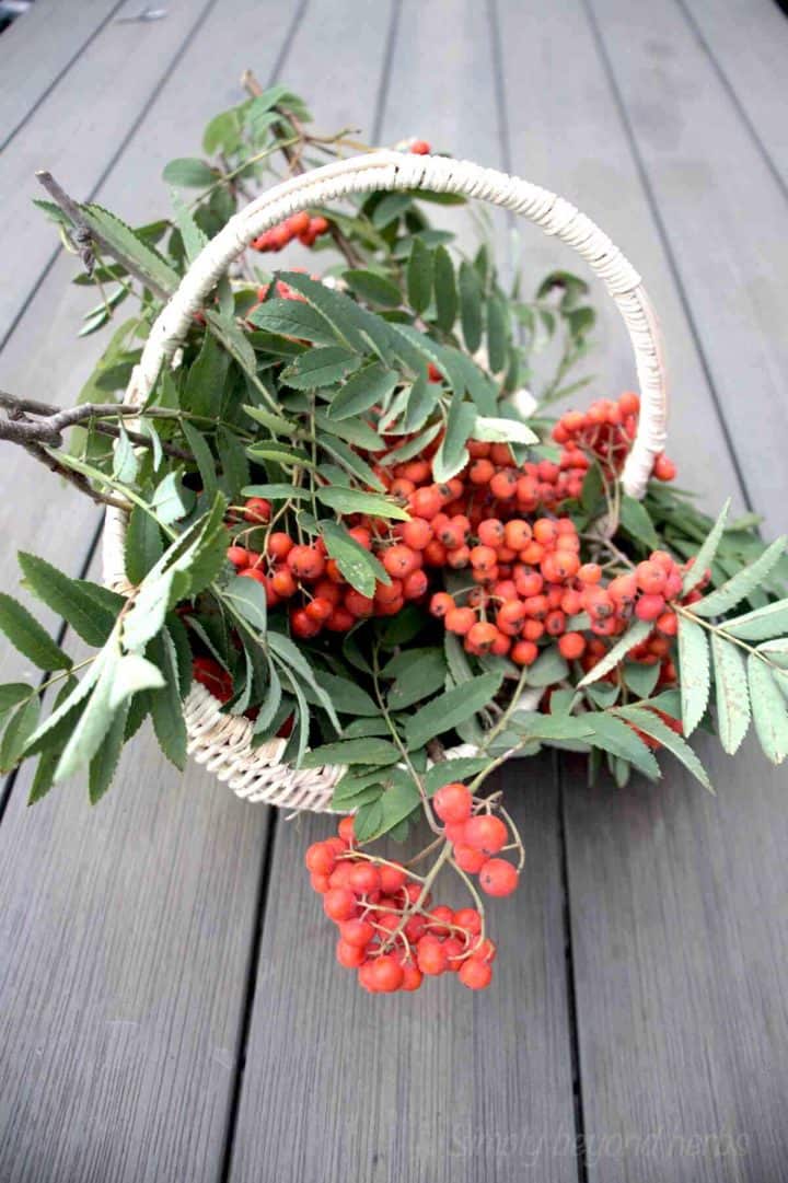 Rowan berry jam with chia and its uses - SimplyBeyondHerbs