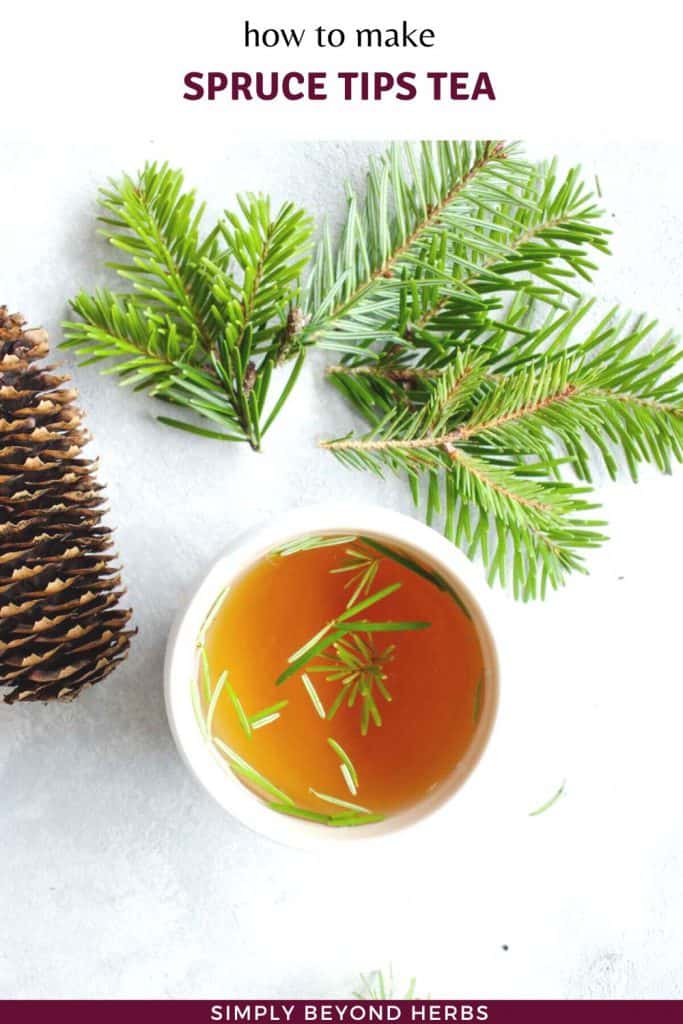 Spruce tip tea for vitamin C and wellness - SimplyBeyondHerbs