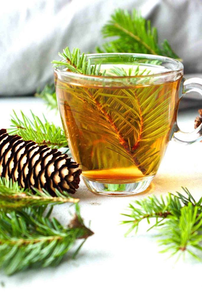 Spruce tip tea for vitamin C and wellness - SimplyBeyondHerbs