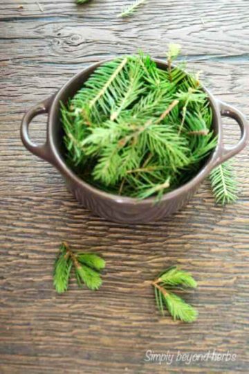 Spruce tip tea for vitamin C and wellness - SimplyBeyondHerbs