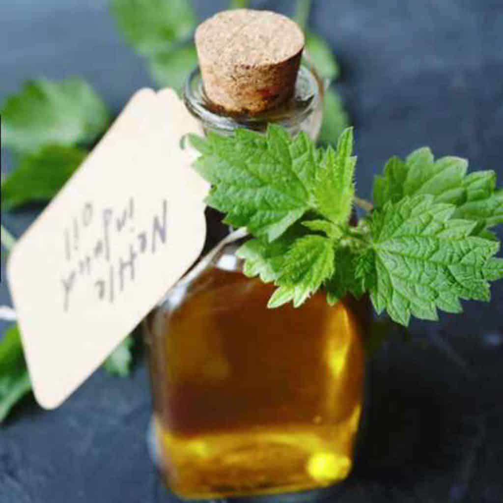 How to make Nettle oil + its uses for skin and hair - SimplyBeyondHerbs