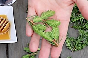 Spruce tip tea for vitamin C and wellness - SimplyBeyondHerbs