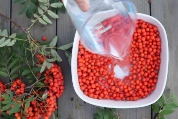 Rowan berry jam with chia and its uses - SimplyBeyondHerbs