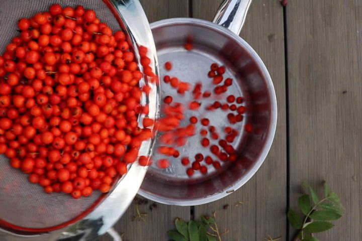 Rowan berry jam with chia and its uses - SimplyBeyondHerbs