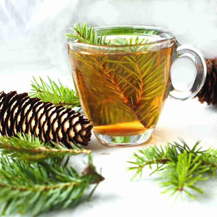 Spruce tip tea for vitamin C and wellness - SimplyBeyondHerbs