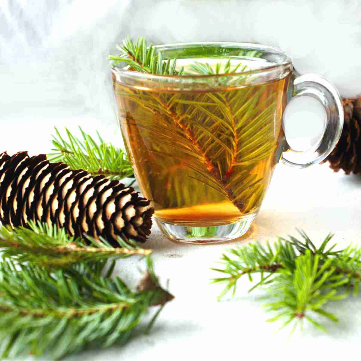 Spruce tip tea for vitamin C and wellness - SimplyBeyondHerbs
