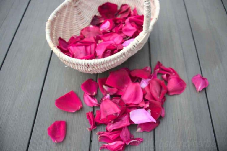 Rose Uses for Skin: 30+ DIY recipes for hair and skin care ...