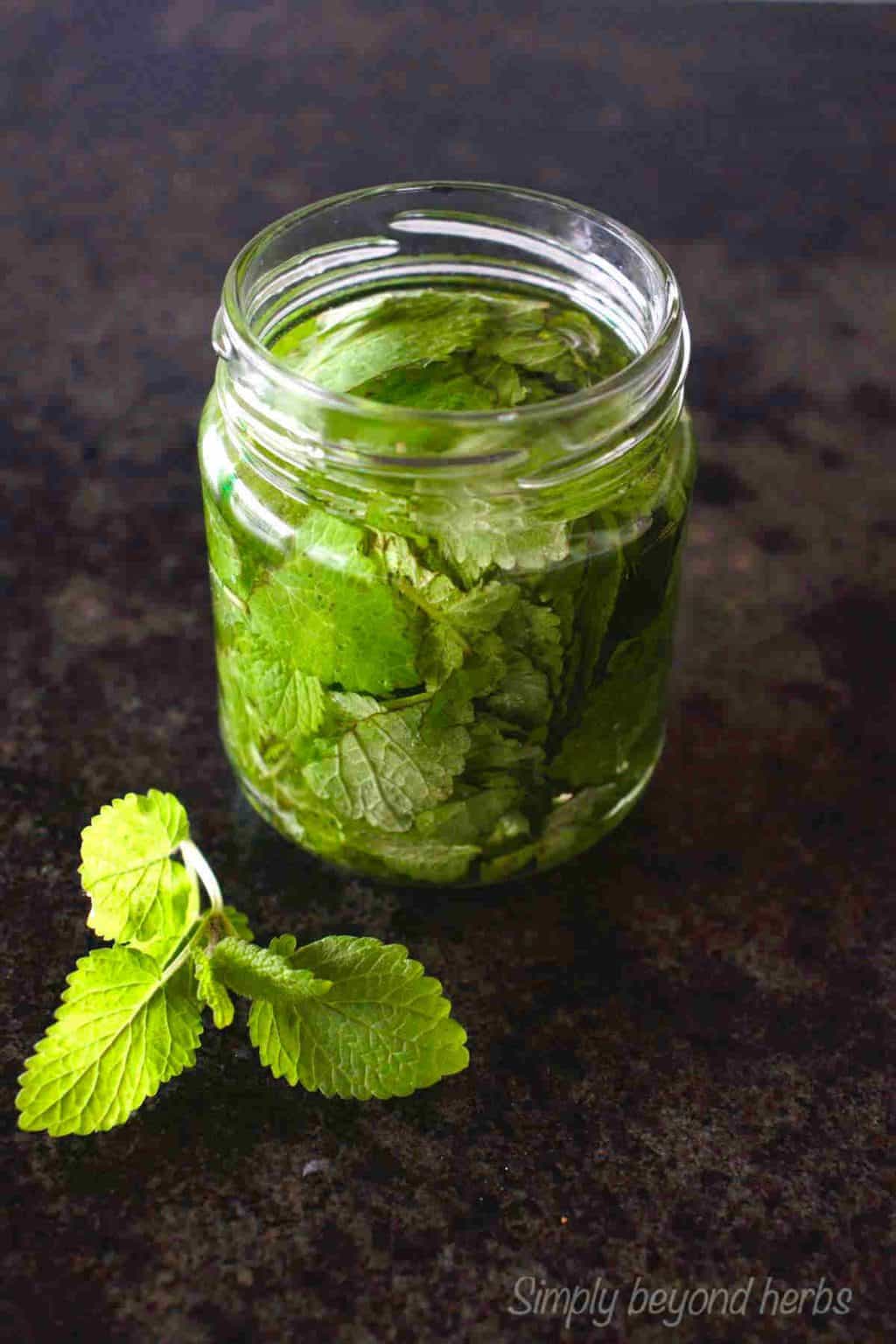How to make lemon balm tea (3 recipes) - SimplyBeyondHerbs