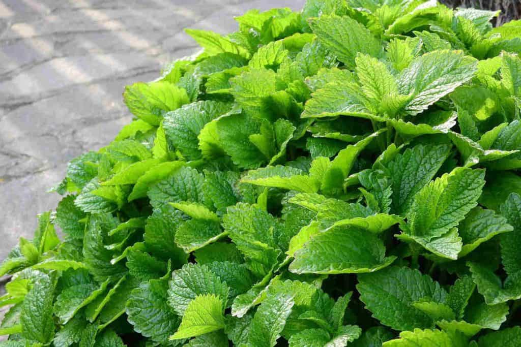How to make lemon balm tea - SimplyBeyondHerbs