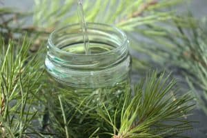 Pine Needle Tincture Recipe. - SimplyBeyondHerbs