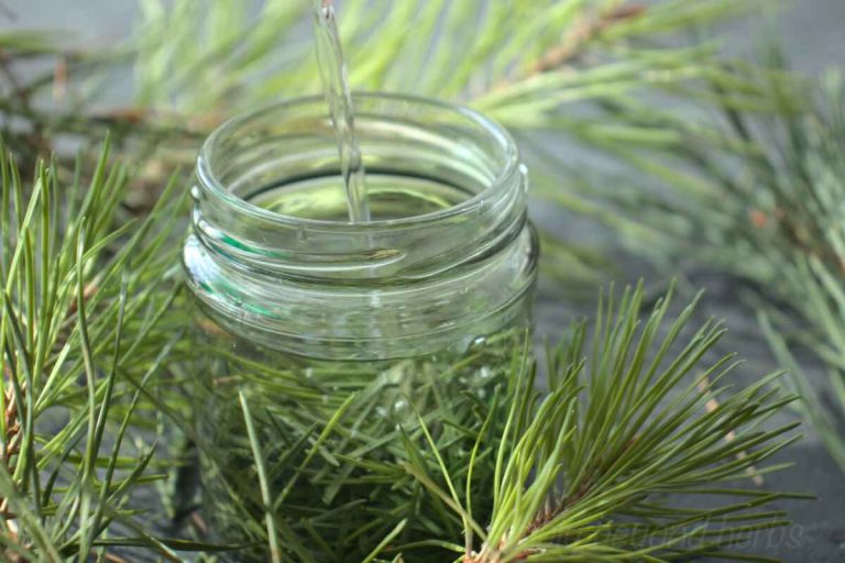 Pine Needle Tincture Recipe. - SimplyBeyondHerbs