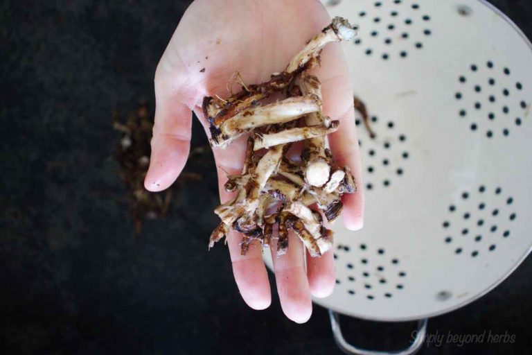 Dandelion tea recipe: (from flowers, greens or roasted roots ...