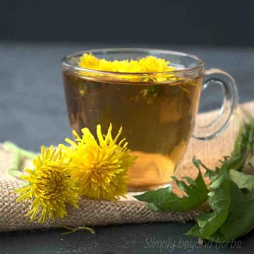 Dandelion tea recipe: (from flowers, greens or roasted roots ...