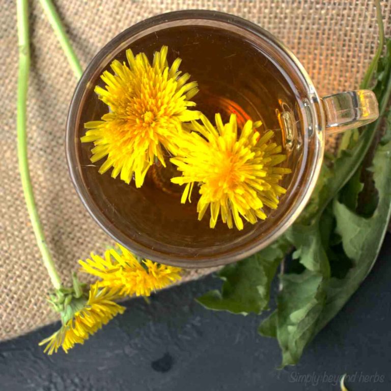 Dandelion tea recipe: (from flowers, greens or roasted roots ...