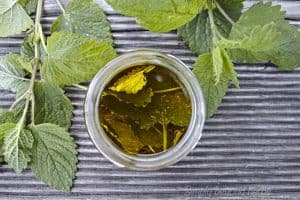Lemon Balm vs Mint: 7 Herb Differences You Should Know - SimplyBeyondHerbs