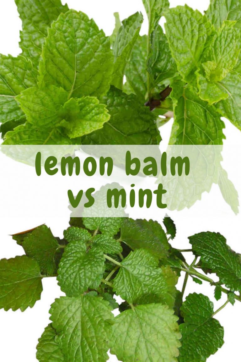 Lemon Balm vs Mint: 7 Herb Differences You Should Know - SimplyBeyondHerbs