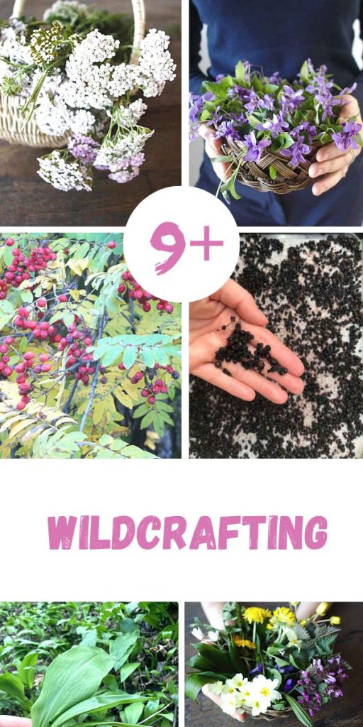 9 steps guide to ethical foraging and wildcrafting - SimplyBeyondHerbs