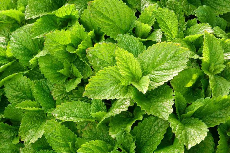Lemon Balm vs Mint: 7 Herb Differences You Should Know - SimplyBeyondHerbs