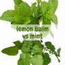 Lemon Balm vs Mint: 7 Herb Differences You Should Know - SimplyBeyondHerbs