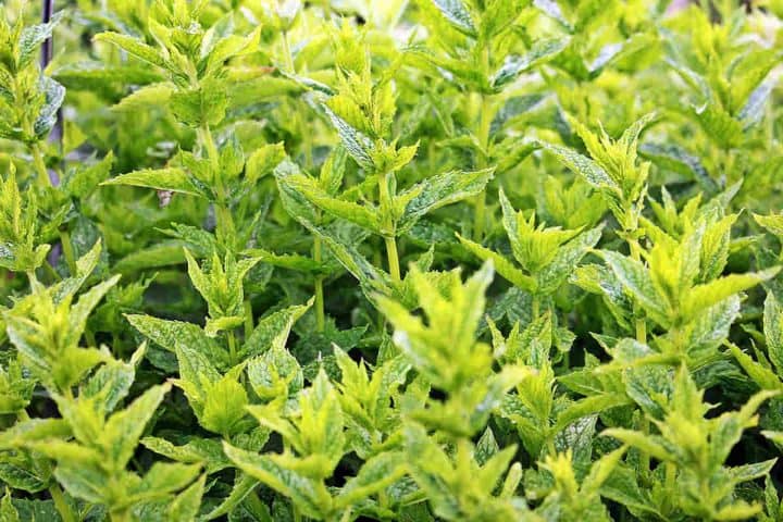 Lemon Balm vs Mint: 7 Herb Differences You Should Know - SimplyBeyondHerbs