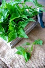 9 steps guide to ethical foraging and wildcrafting - SimplyBeyondHerbs