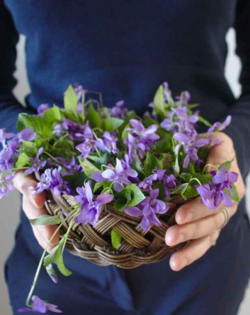 9 steps guide to ethical foraging and wildcrafting - SimplyBeyondHerbs