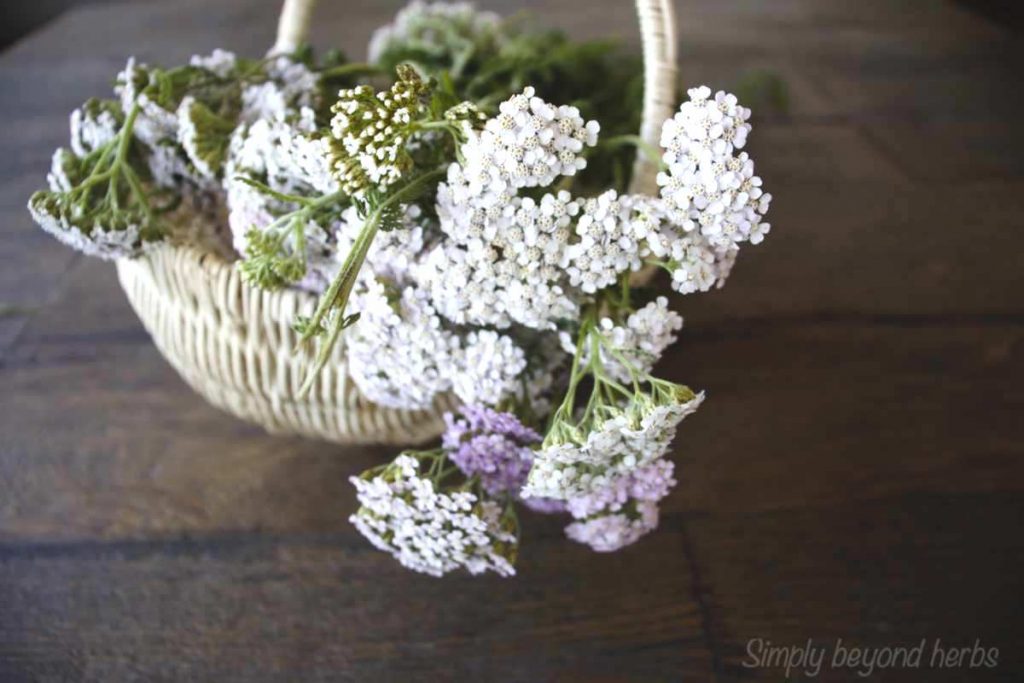 9 steps guide to ethical foraging and wildcrafting - SimplyBeyondHerbs