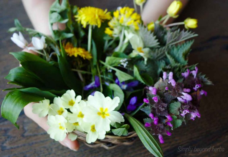 9 steps guide to ethical foraging and wildcrafting - SimplyBeyondHerbs