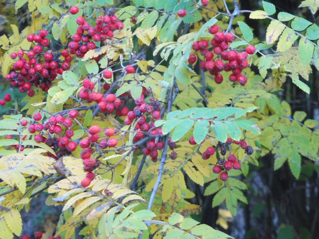 9 steps guide to ethical foraging and wildcrafting - SimplyBeyondHerbs