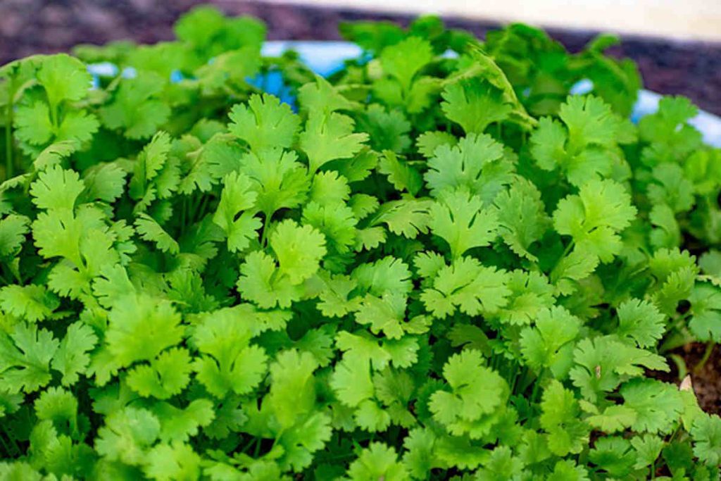 Culantro vs cilantro: two herbs - seven differences - SimplyBeyondHerbs