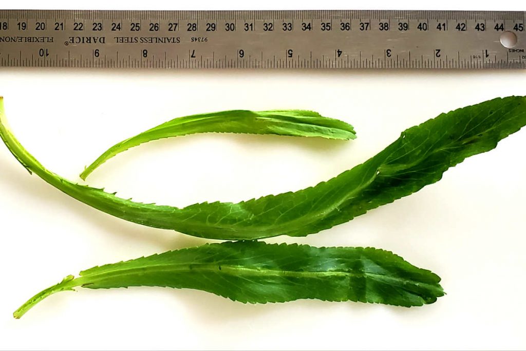 Culantro vs cilantro: two herbs - seven differences - SimplyBeyondHerbs