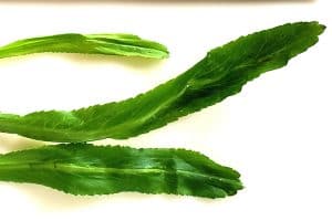 Culantro vs cilantro: two herbs - seven differences - SimplyBeyondHerbs