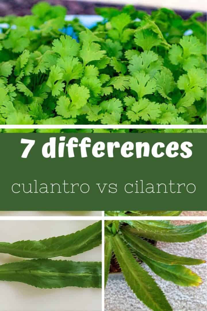Culantro vs cilantro: two herbs - seven differences - SimplyBeyondHerbs