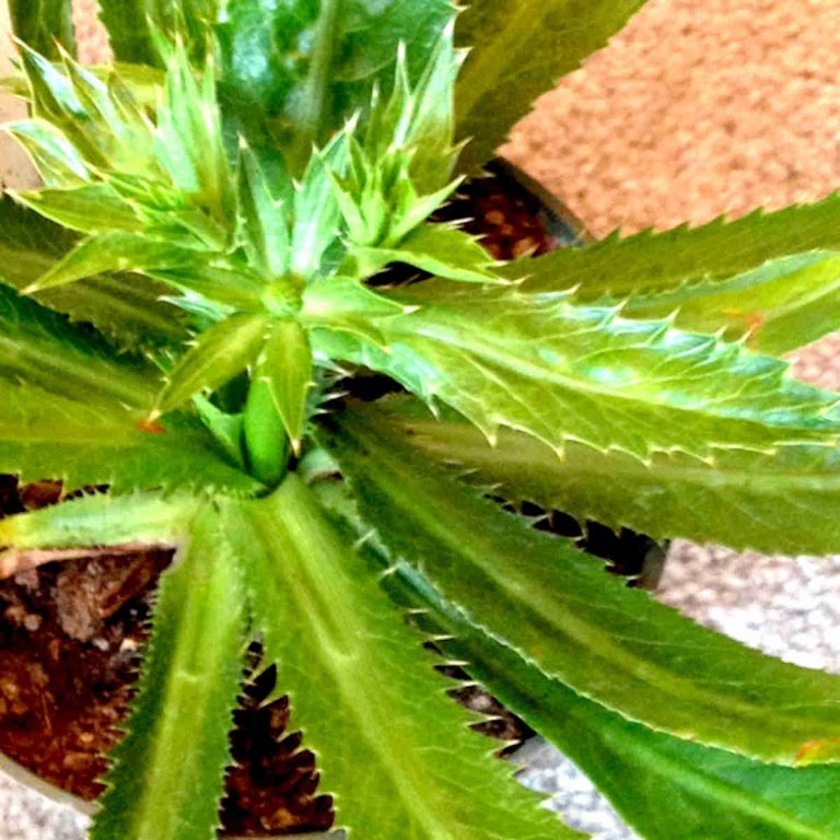 Culantro vs cilantro: two herbs - seven differences - SimplyBeyondHerbs