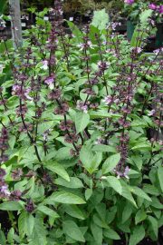 Holy basil vs Thai basil. - SimplyBeyondHerbs