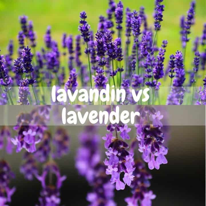 Lavandin vs Lavender: Find Out 10 Differences. - SimplyBeyondHerbs